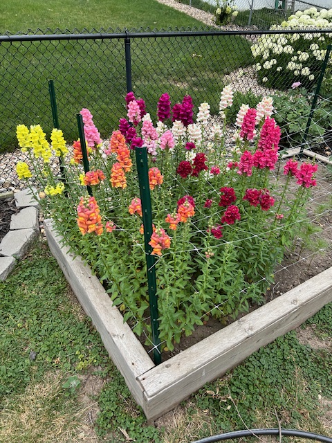 Intro to Snapdragons – The Kemper Gardens